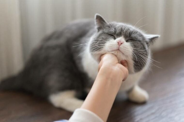 Why Do Cats Like Chin Scratches? 5 Likely Reasons | Hepper Pet Resources