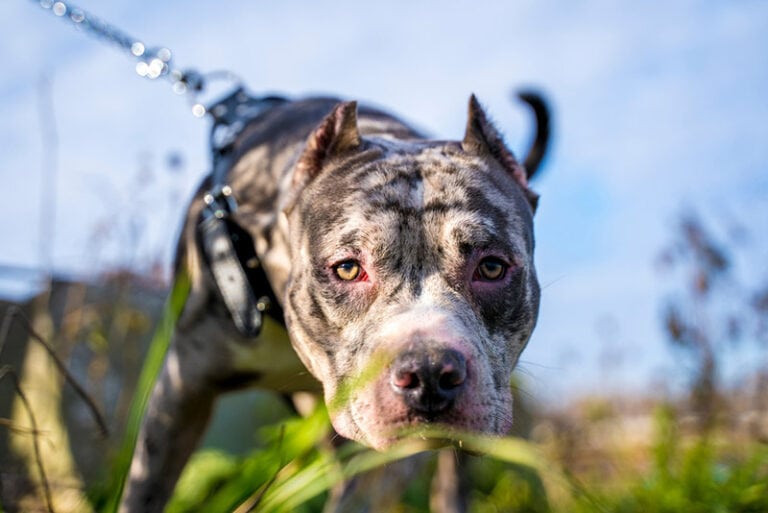 Merle Pitbull: Facts, Origin & History (With Pictures) | Hepper Pet ...