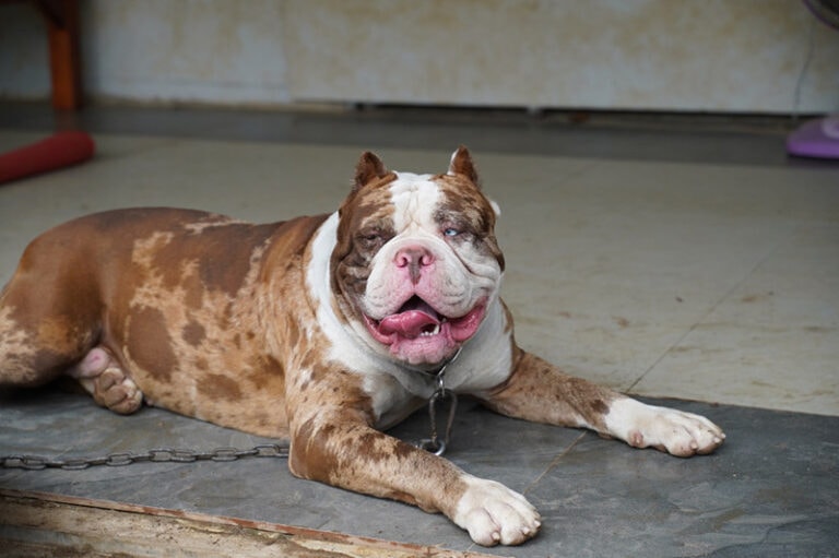 Merle Pitbull: Facts, Origin & History (With Pictures) | Hepper Pet ...
