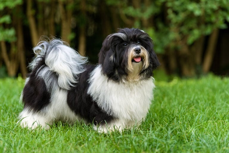 27 Different Havanese Colors (With Pictures) | Hepper Pet Resources