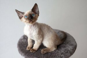 10 Beautiful Devon Rex Colors (With Pictures) | Hepper Pet Resources
