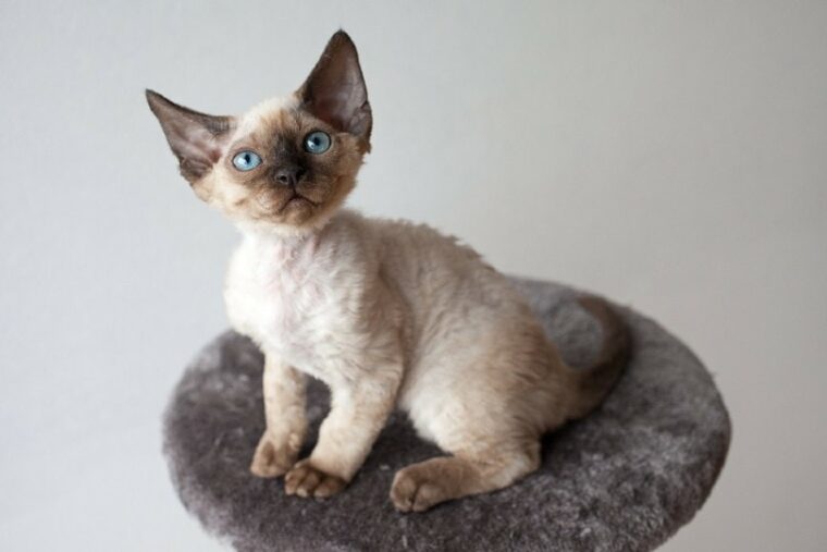 10 Beautiful Devon Rex Colors (With Pictures) | Hepper Pet Resources