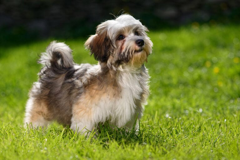 15 Dog Breeds That Don’t Drool Much: Info, Pictures, History & Facts ...