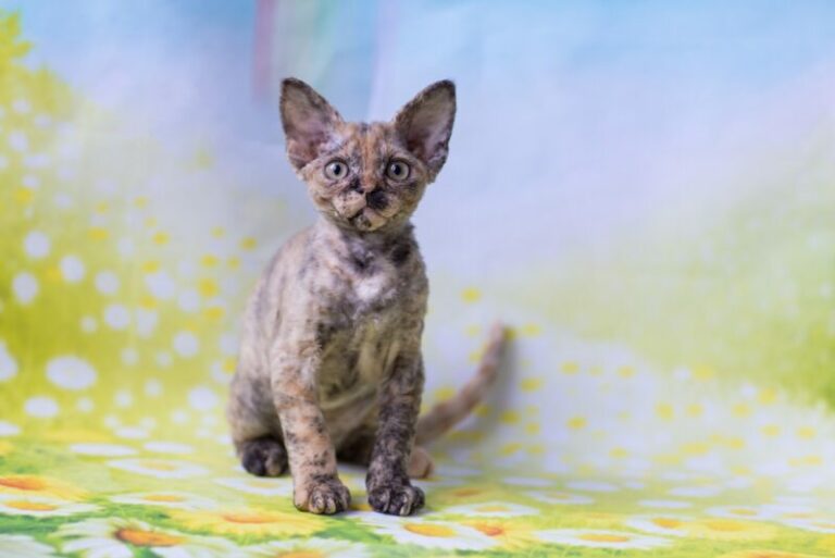 10 Beautiful Devon Rex Colors (With Pictures) | Hepper Pet Resources