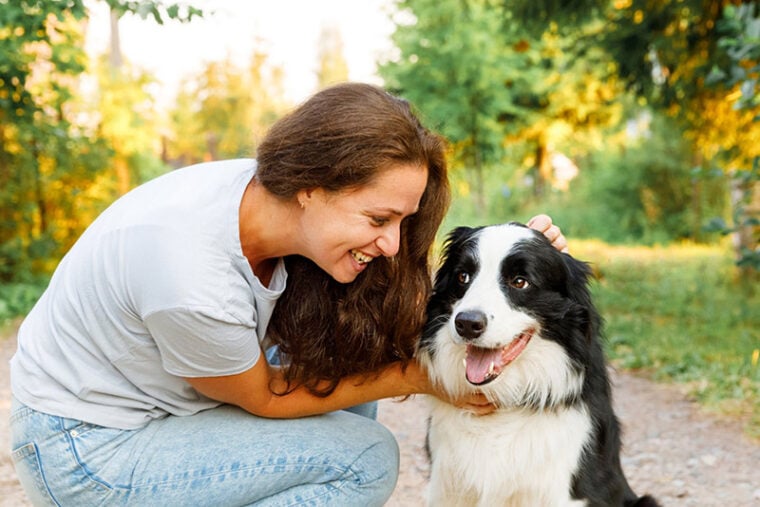 Are Border Collies Aggressive? Triggers & FAQ | Hepper Pet Resources