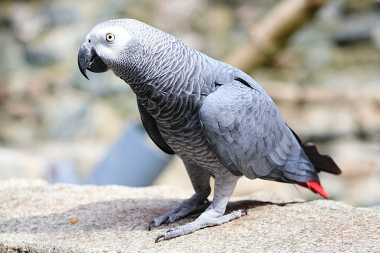 African Grey Parrot: Pictures, Info, Diet & Care Guide | Hepper Pet ...