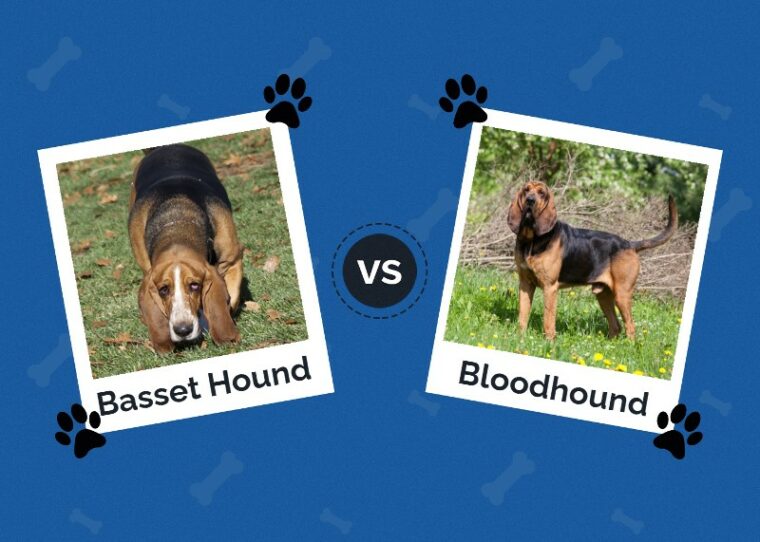 Basset Hound vs Bloodhound: The Main Differences (With Pictures ...