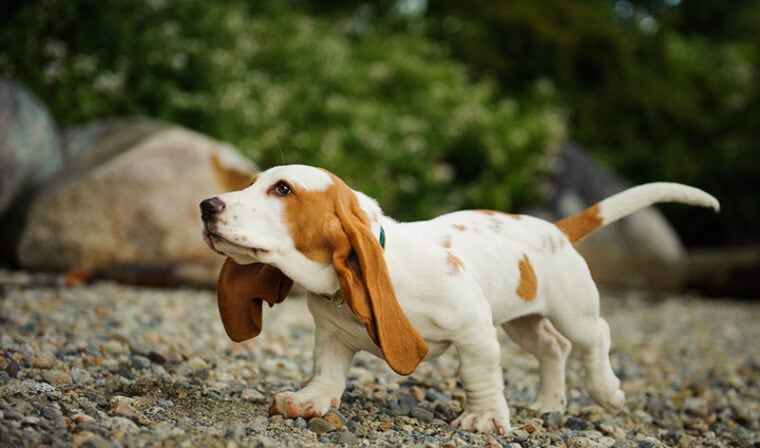 12 Basset Hound Pros & Cons: What to Know Before You Get One | Hepper ...