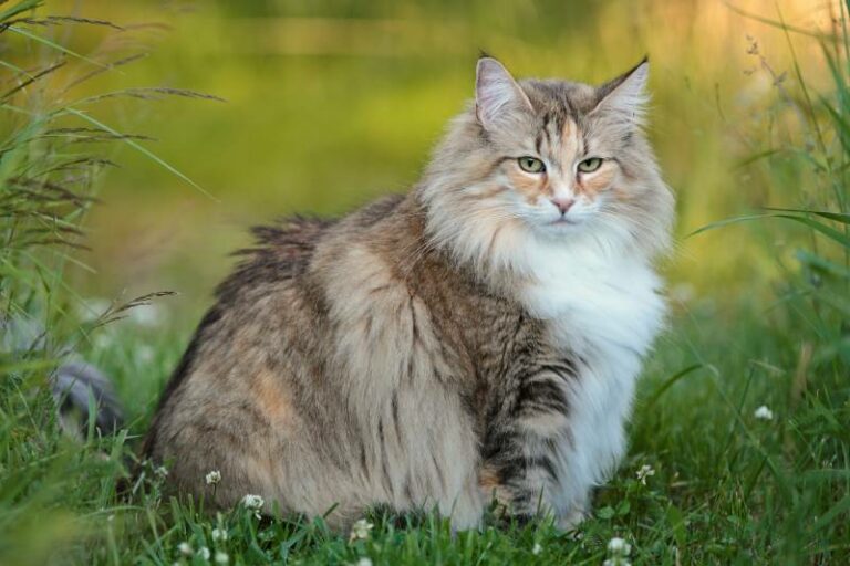 150+ Cat Names That Start with S for Your Special Kitty | Hepper Pet ...