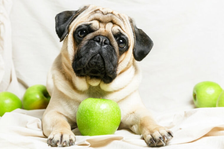 13 Fruits Dogs Can Eat Safely: Vet-Approved Types (With Pictures ...