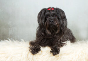 27 Different Havanese Colors (With Pictures) | Hepper Pet Resources