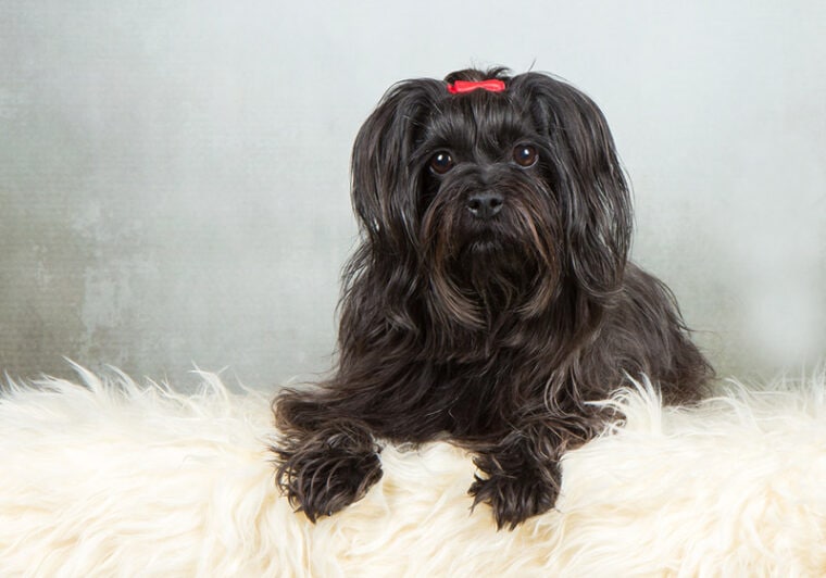 27 Different Havanese Colors (With Pictures) | Hepper Pet Resources