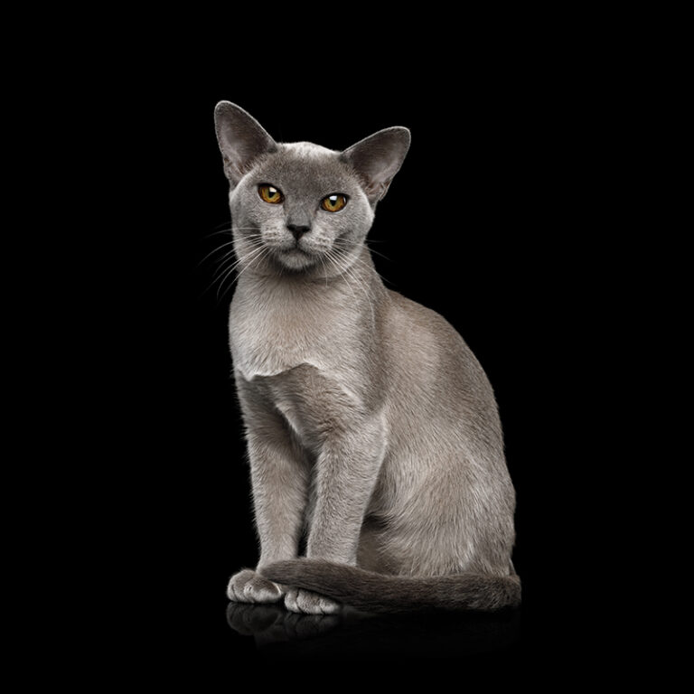 10 Beautiful Burmese Cat Colors: Rarity & Cost (With Pictures) | Hepper ...