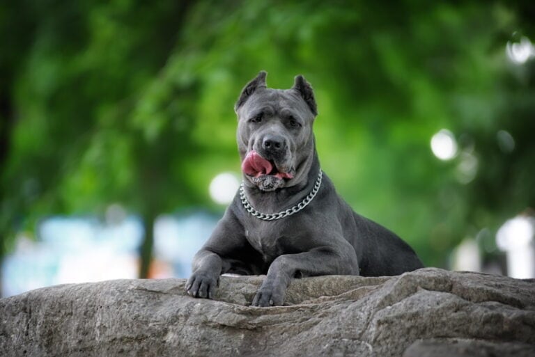 12 Amazing Cane Corso Colors (with Pictures) | Hepper Pet Resources