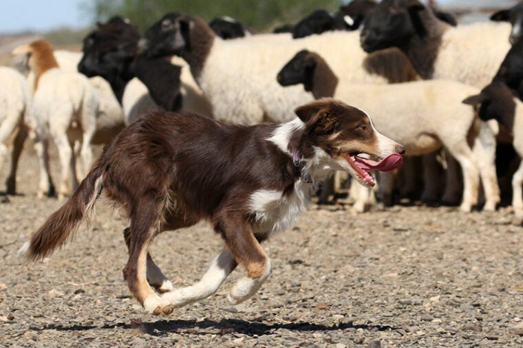 How to Train a Border Collie to Herd: 9 Expert Tips | Hepper Pet Resources