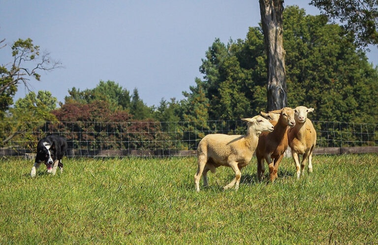 How to Train a Border Collie to Herd: 9 Expert Tips | Hepper Pet Resources