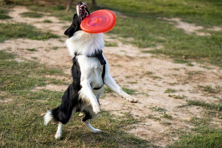 National Border Collie Day 2025: When It Is & How to Participate ...