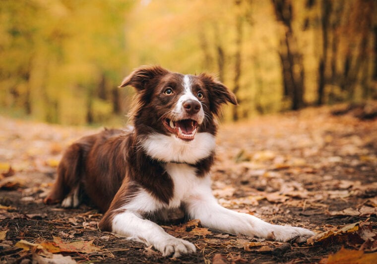 Brown Border Collie: Info, Pictures, Origin & History | Hepper Pet ...