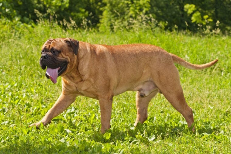 20 Red Dog Breeds: Info, History, Pictures & Facts | Hepper Pet Resources
