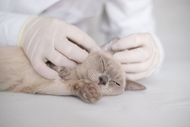 4 Most Common Parasites & Worms in Cats (With Pictures) | Hepper Pet ...