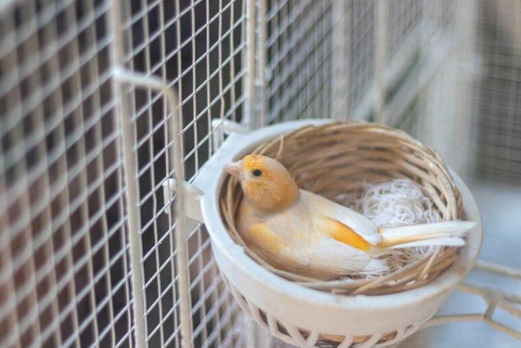 How Much Do Pet Birds Cost? 2026 Price Guide | Hepper Pet Resources