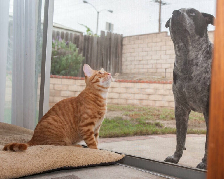 How to Introduce a New Cat to a Dog? 8 Expert Tips | Hepper Pet Resources