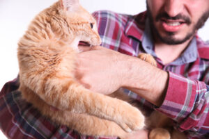 How to Discipline a Cat for Biting: 7 Vet-Approved Methods | Hepper Pet ...