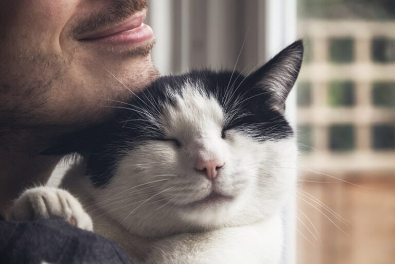 Why Cats Make Great Pets: 10 Reasons For a Feline Companion | Hepper ...