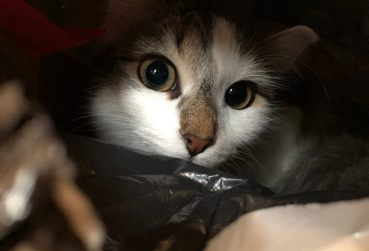 How to Tell If a Cat Is Scared? Vet-Verified Signs, Triggers ...