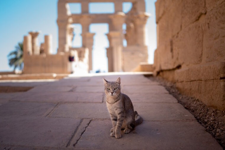 7 Egyptian Cat Breeds (With Info & Pictures) | Hepper Pet Resources