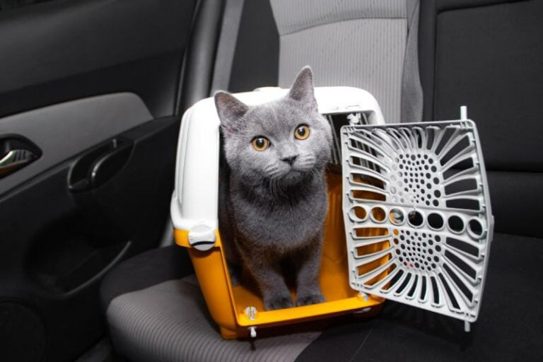 How to Crate Train a Cat: 5 Proven Tips & Tricks | Hepper Pet Resources