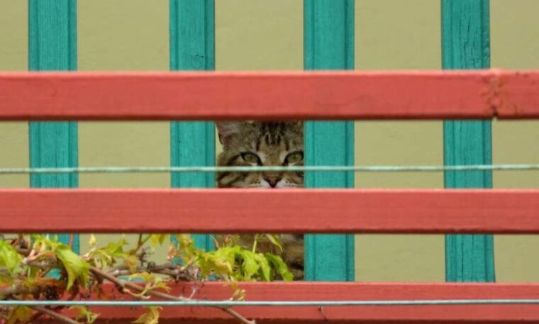 Will My Cat Jump Off the Balcony? High-Rise Syndrome Explained | Hepper ...