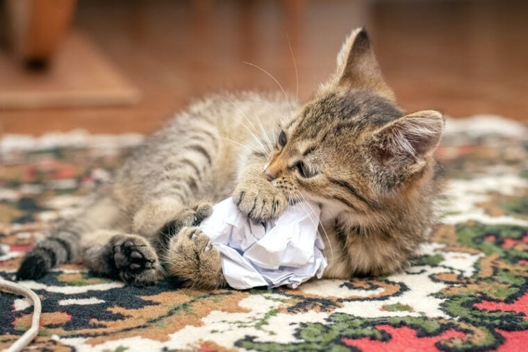 Can Cats Eat Paper? 5 Vet-Reviewed Reasons & Solutions | Hepper Pet ...