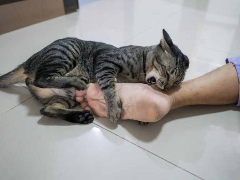 Why Do Cats Like Feet? 6 Likely Reasons | Hepper Pet Resources