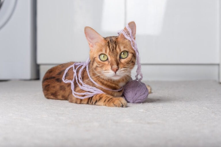 Can a Cat Have ADHD or ADD? What Science Has to Say | Hepper Pet Resources