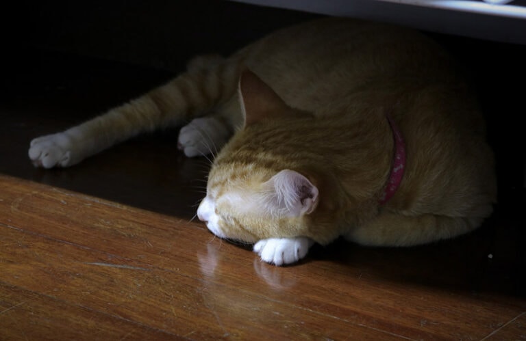 How Do Cats Cool Down? Vet-Reviewed Facts & Helpful Tips | Hepper Pet ...