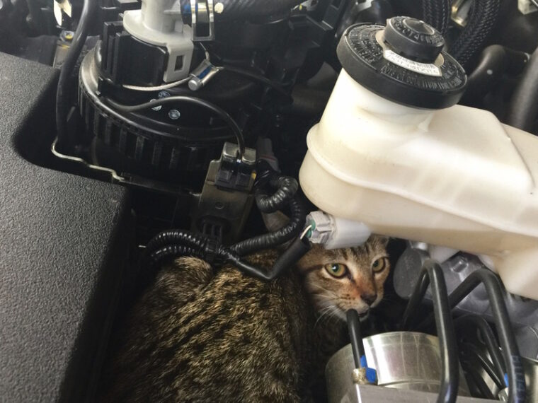 How to Get a Cat Out of a Car Engine: 5 Effective Methods | Hepper Pet ...