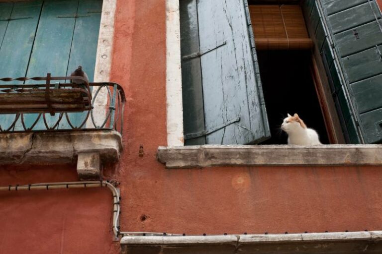 Will My Cat Jump Off the Balcony? High-Rise Syndrome Explained | Hepper ...