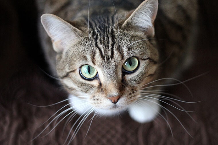 Why Do Cats Have Whiskers on Their Legs? Vet Reviewed Facts & FAQ ...