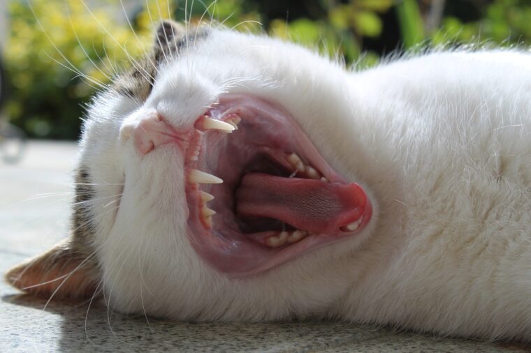 What Is the Jacobson's Organ (Vomeronasal Organ) in Cats? Vet-Verified ...