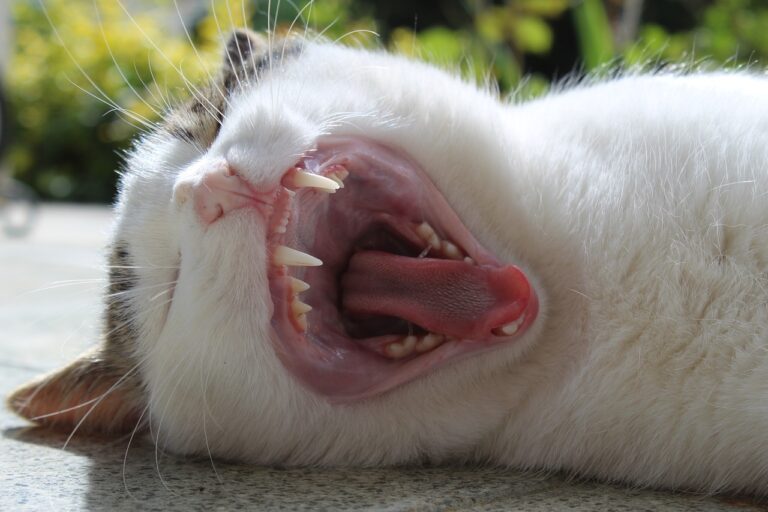 What Is the Jacobson's Organ (Vomeronasal Organ) in Cats? Vet-Verified ...