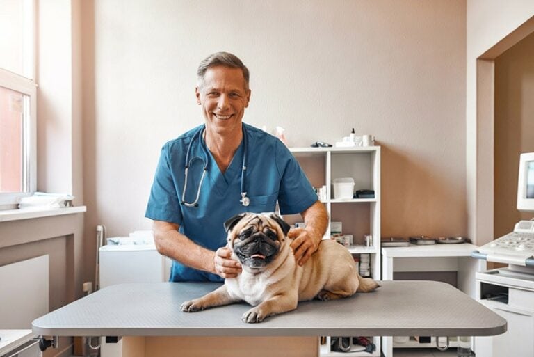 Does American Airlines Allow Dogs? 2026 Update | Hepper Pet Resources