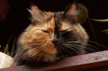 Chimera Cat: Pictures, Facts, Origin & History | Hepper Pet Resources