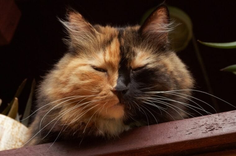 Chimera Cat: Pictures, Facts, Origin & History | Hepper Pet Resources