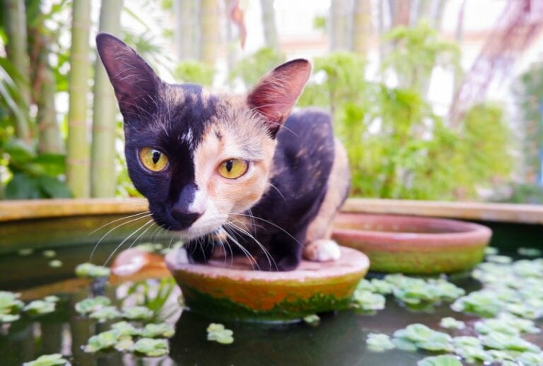 Chimera Cat: Pictures, Facts, Origin & History | Hepper Pet Resources