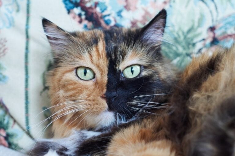 When Does a Kitten's Eyes Change Color? Vet-Verified Feline Anatomy ...