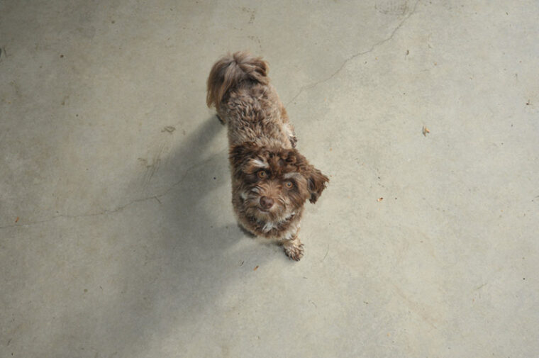 27 Different Havanese Colors (With Pictures) | Hepper Pet Resources