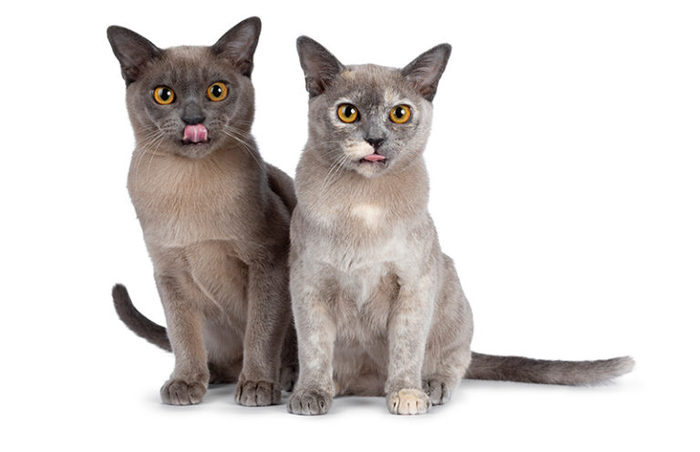 10 Beautiful Burmese Cat Colors: Rarity & Cost (With Pictures) | Hepper ...