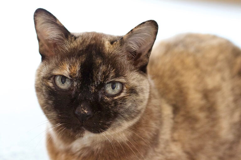 10 Beautiful Burmese Cat Colors: Rarity & Cost (With Pictures) | Hepper ...