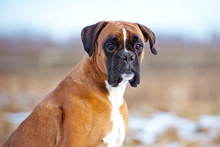 11 Bully Dog Breeds: Info, Pictures, Facts & History | Hepper Pet Resources